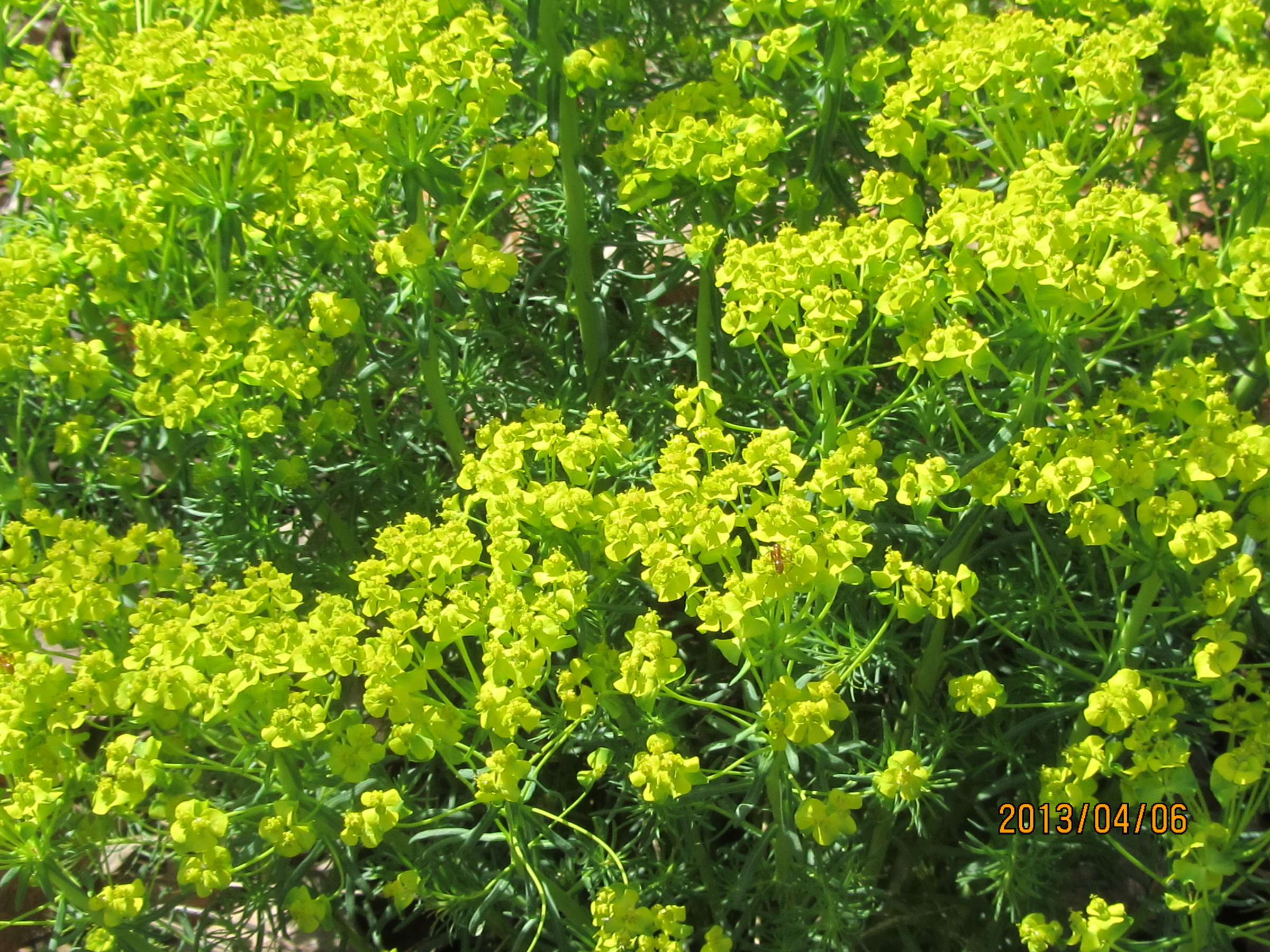 Aggressive ground cover | Walter Reeves: The Georgia Gardener