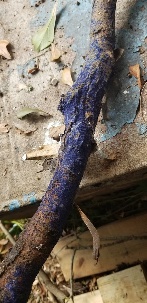 Blue mold identification | Walter Reeves: The Georgia Gardener