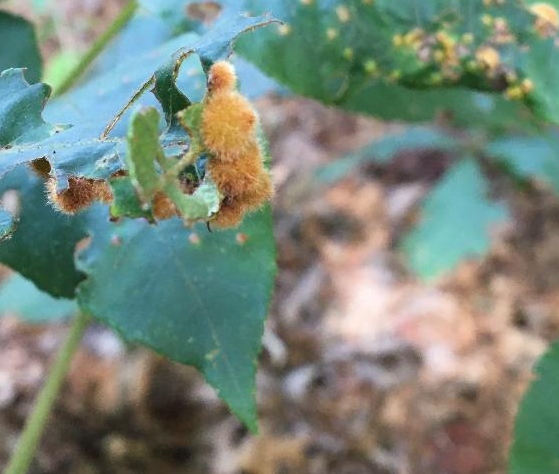 Fuzzy orange galls on leaf | Walter Reeves: The Georgia Gardener