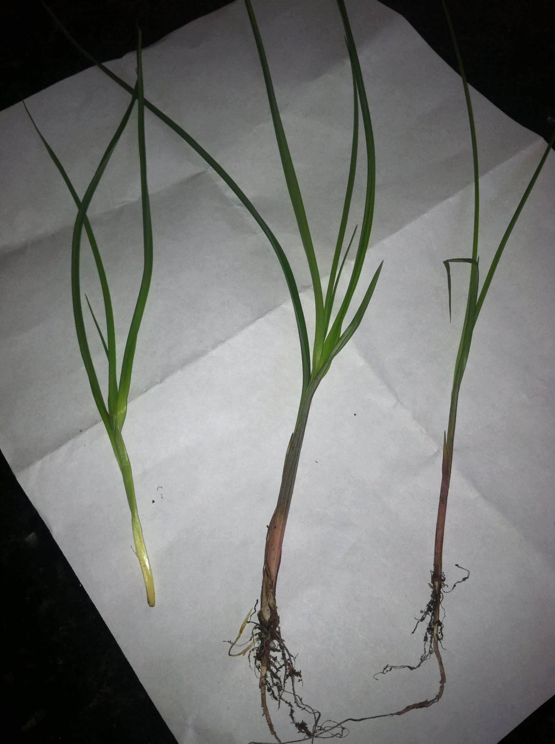 Invasive grass | Walter Reeves: The Georgia Gardener