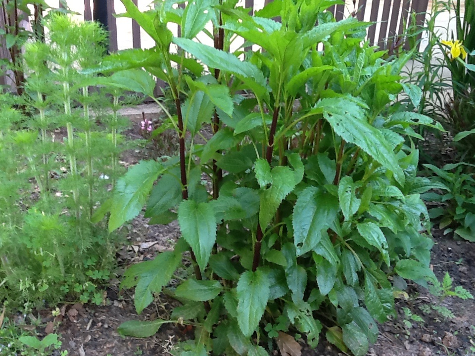 red stemmed weed? | Walter Reeves: The Georgia Gardener