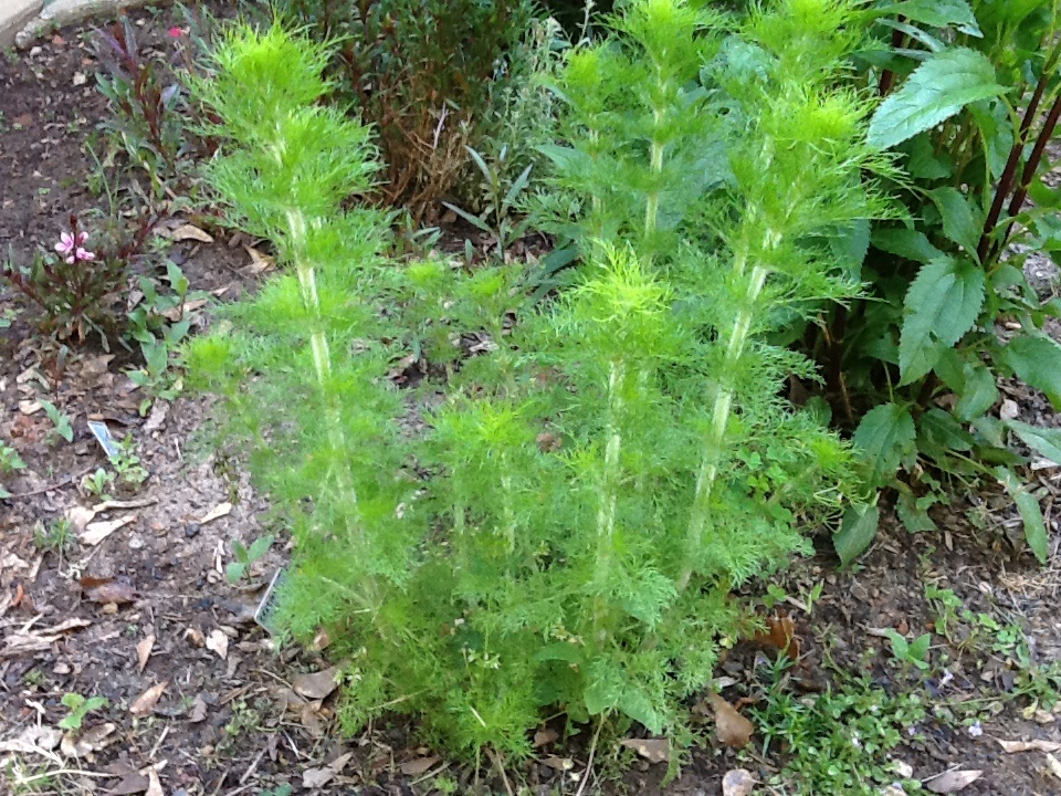 cosmos coming back? or a weed? | Walter Reeves: The Georgia Gardener
