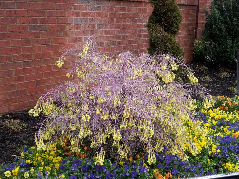 House Plant | Walter Reeves: The Georgia Gardener