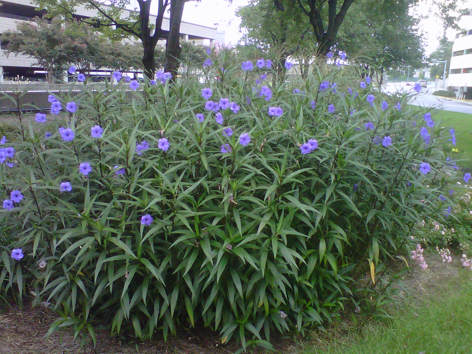 Purple flowered plant? | Walter Reeves: The Georgia Gardener