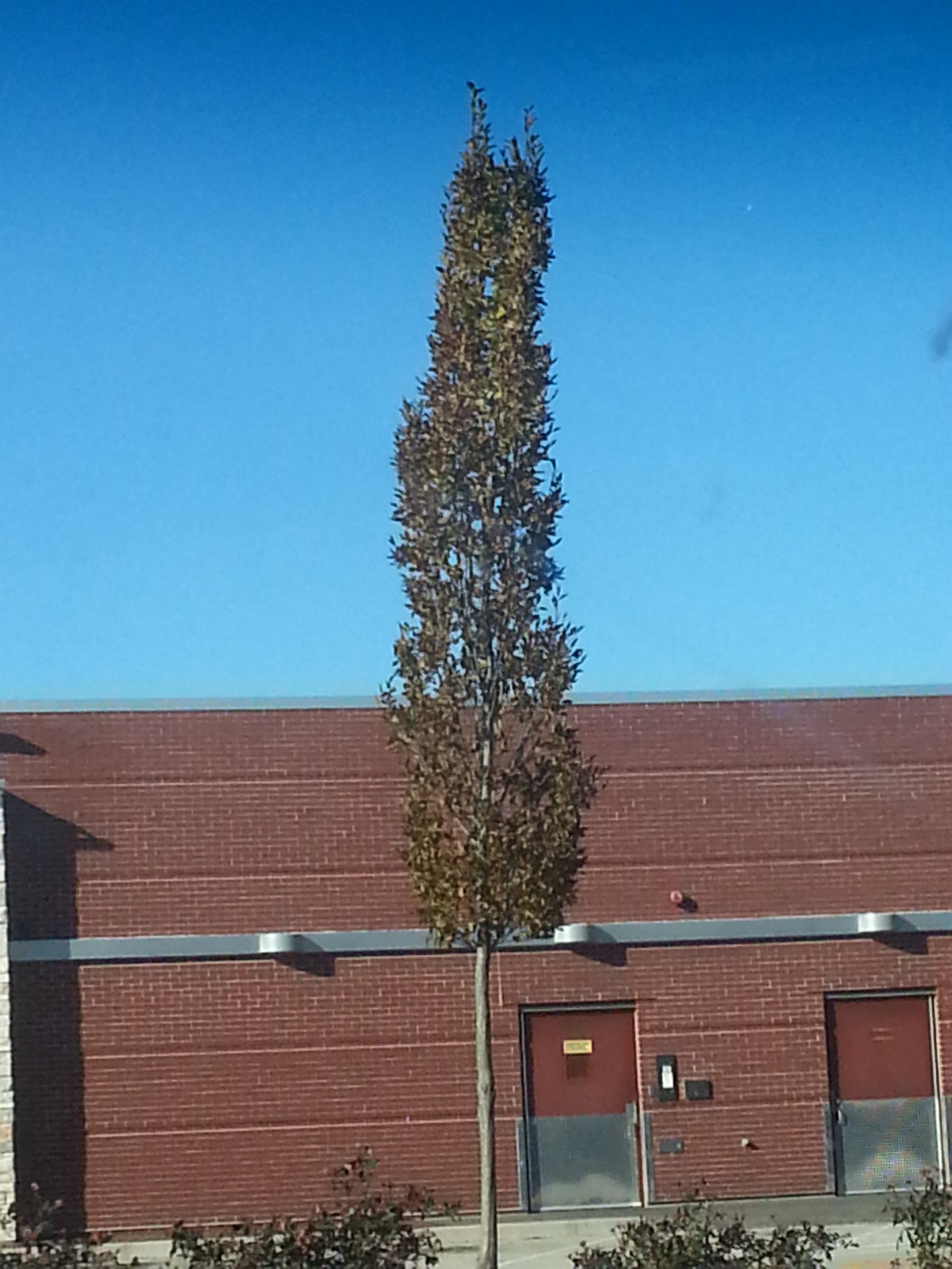 pencil thin tree | Walter Reeves: The Georgia Gardener