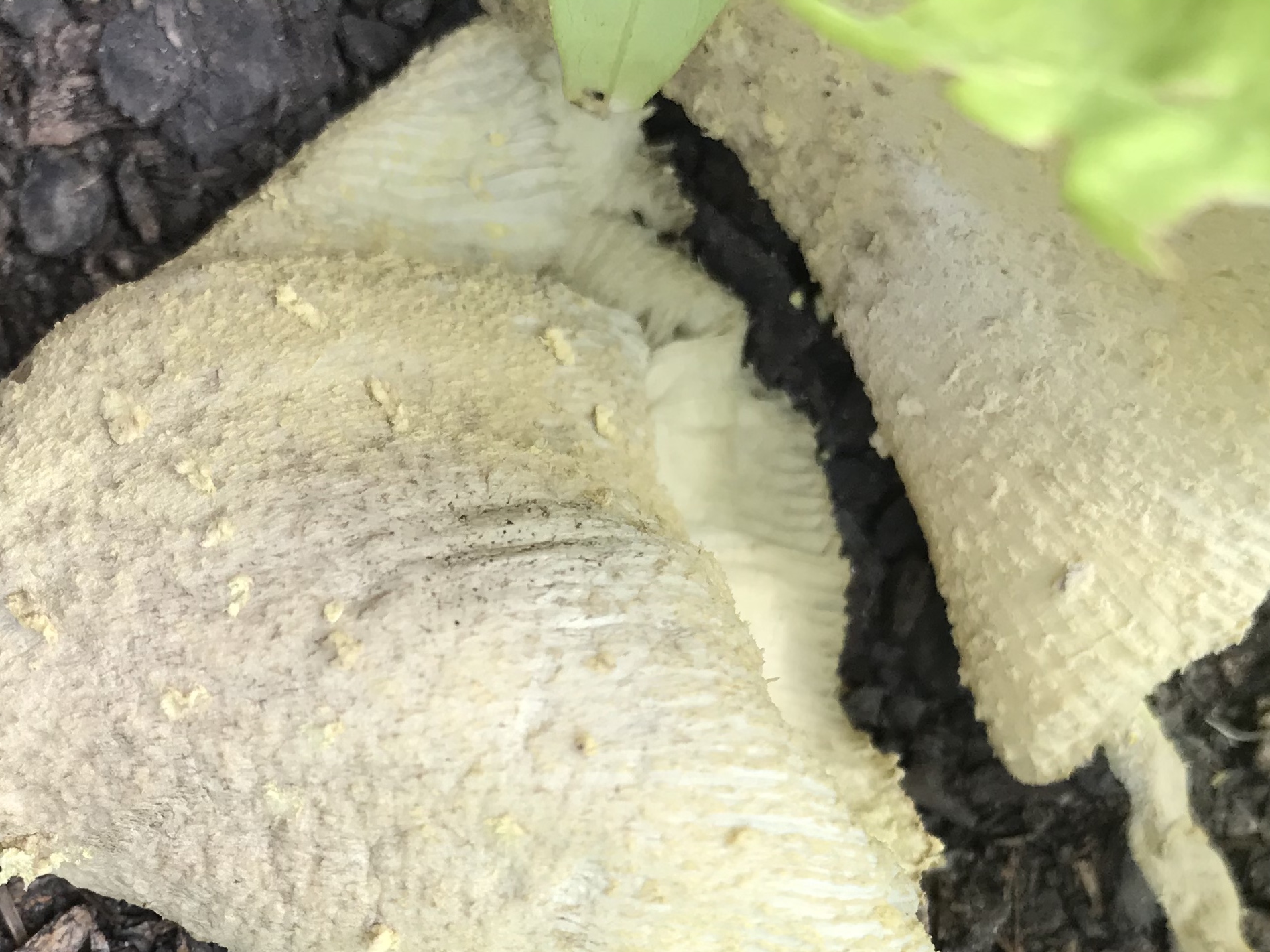 Slime mold on sweet potato stems | Walter Reeves: The Georgia Gardener