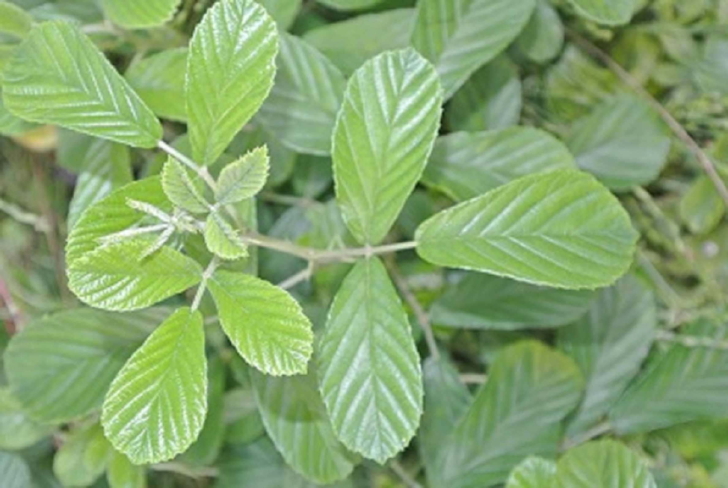 thorny invasive weed | Walter Reeves: The Georgia Gardener