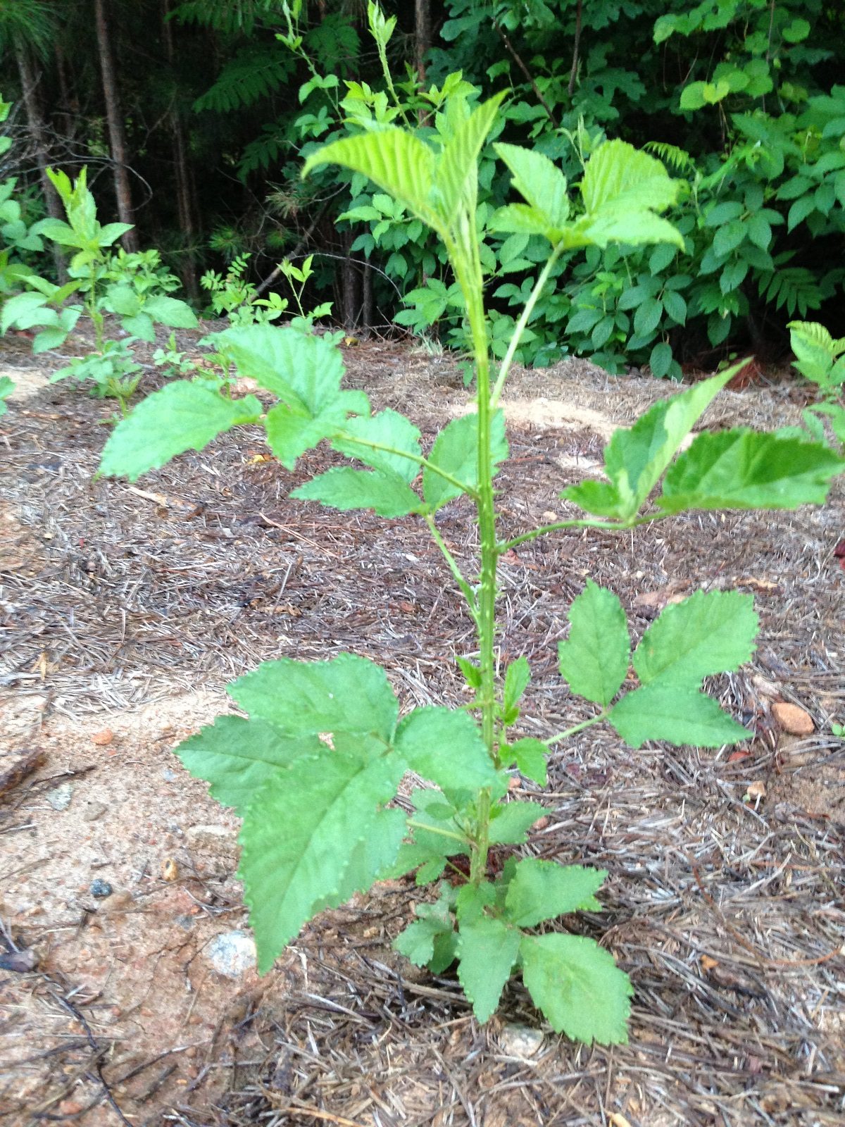 Thorny & Annoying | Walter Reeves: The Georgia Gardener