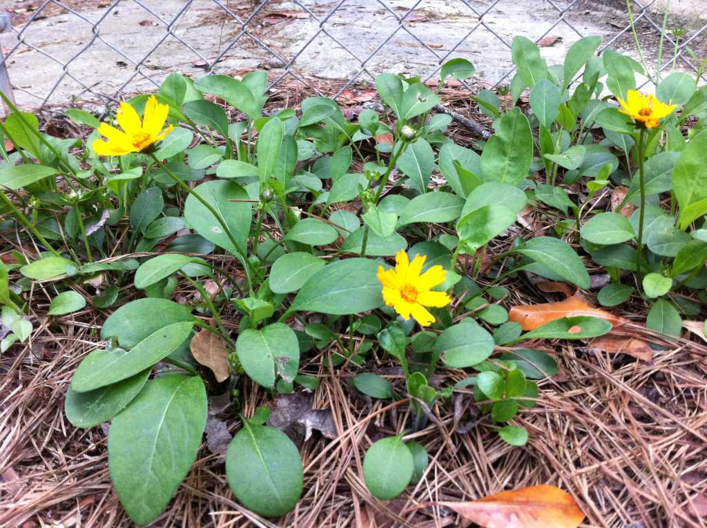 Low, mounding plant with Yellow flowers | Walter Reeves: The Georgia ...