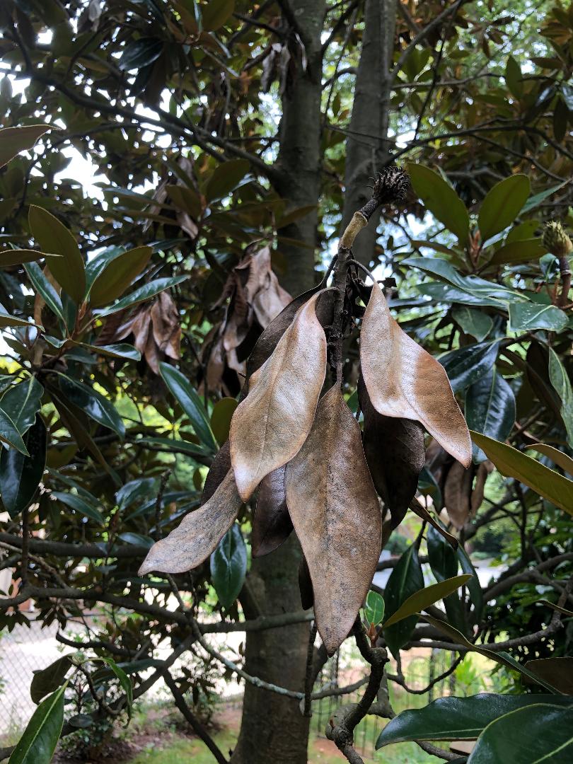 Magnolia tree has tufts of brown leaves | Walter Reeves: The Georgia ...