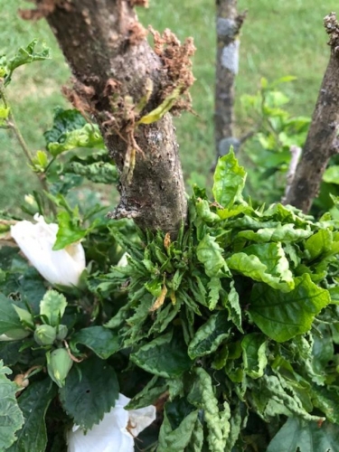 Glyphosate (Roundup) damage to several shrubs | Walter Reeves: The ...