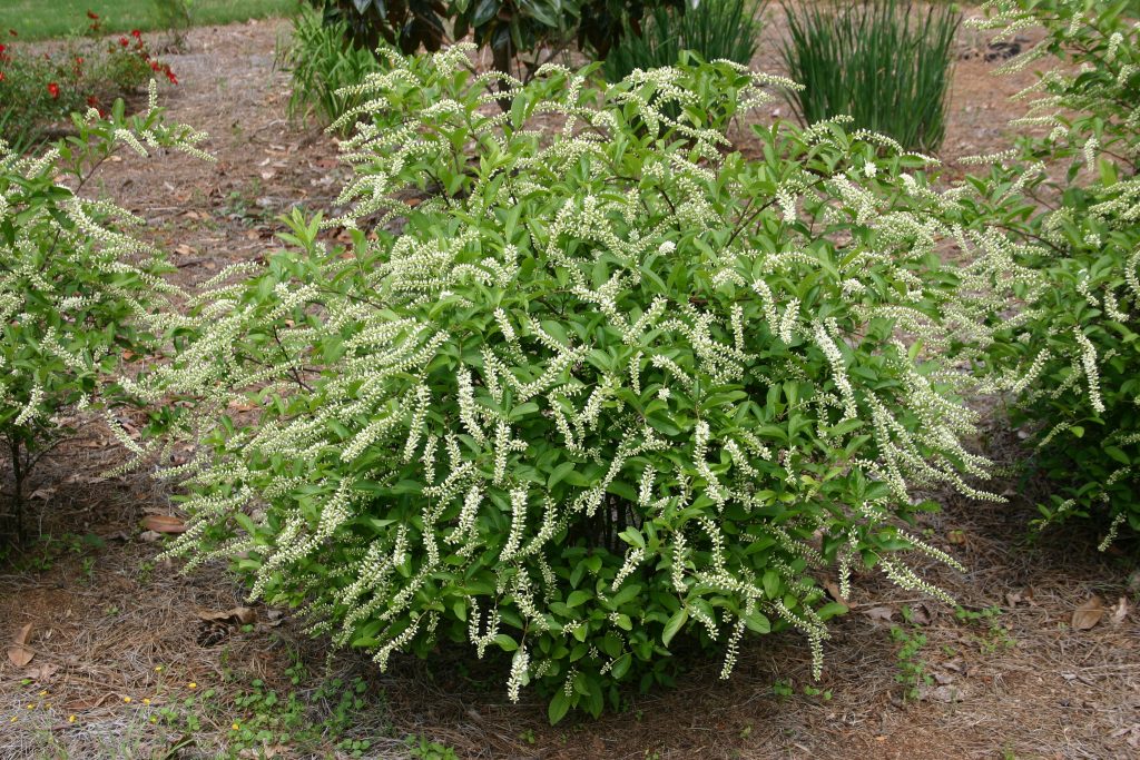 What is this mysterious plant?? | Walter Reeves: The Georgia Gardener