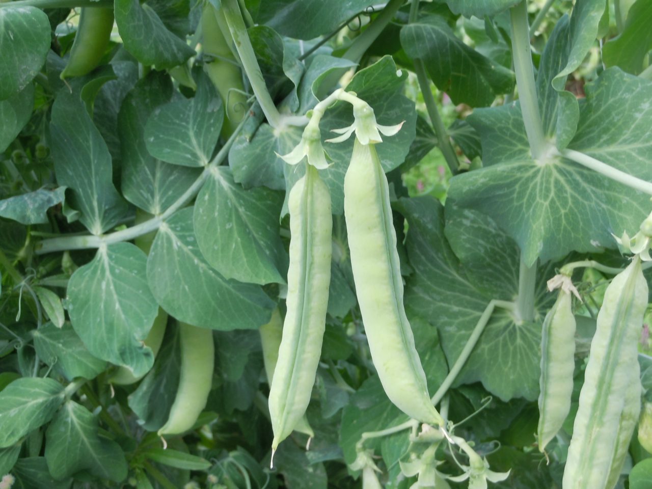 How To Save Field Peas | Walter Reeves: The Georgia Gardener