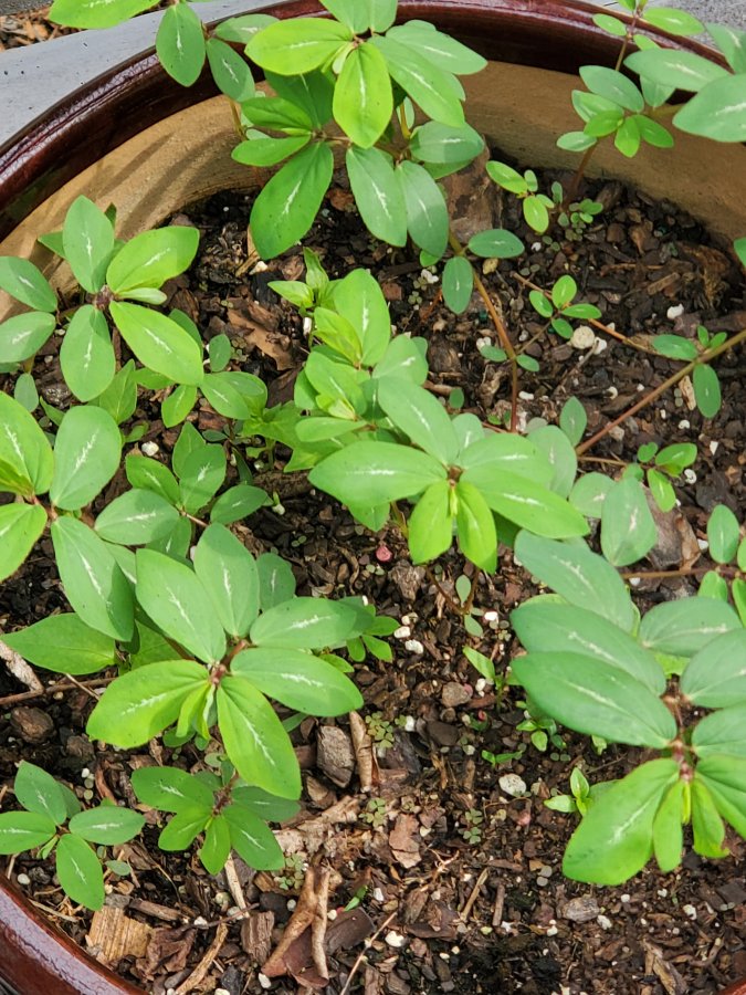 Are these herbs or veggies? | Walter Reeves: The Georgia Gardener