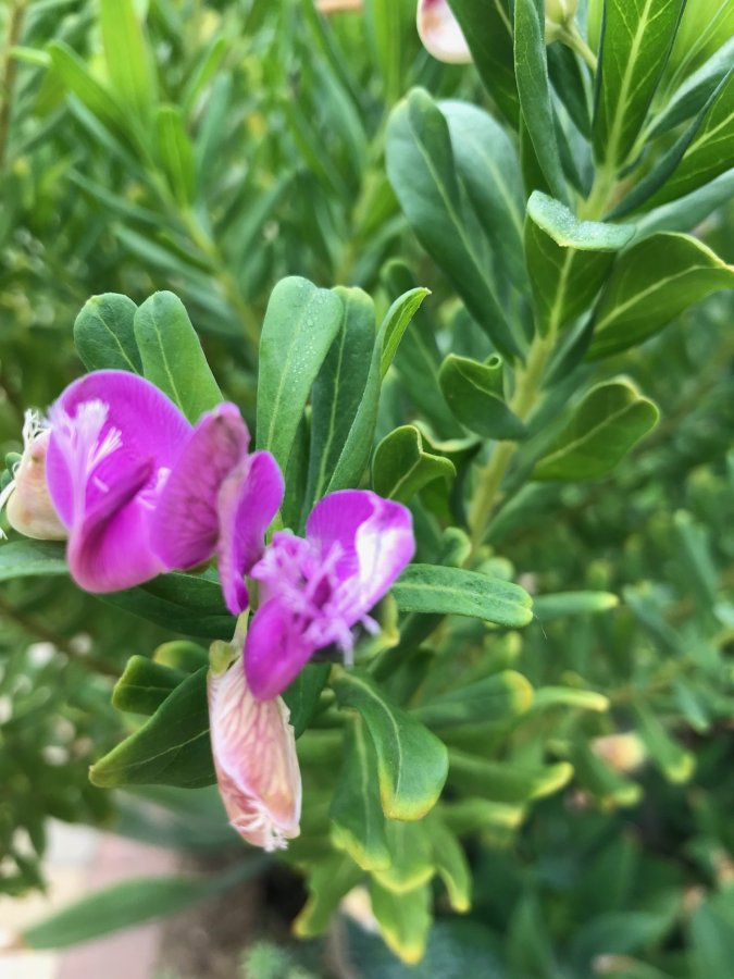 Love it | Walter Reeves: The Georgia Gardener