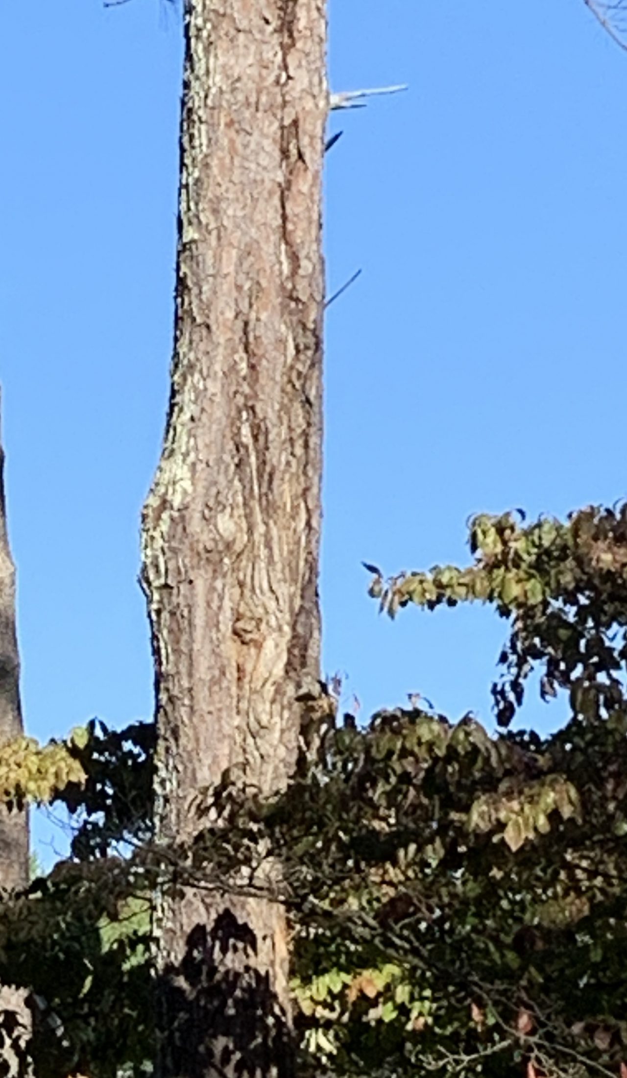 Does fusiform rust cause a pine tree to break? | Walter Reeves: The ...