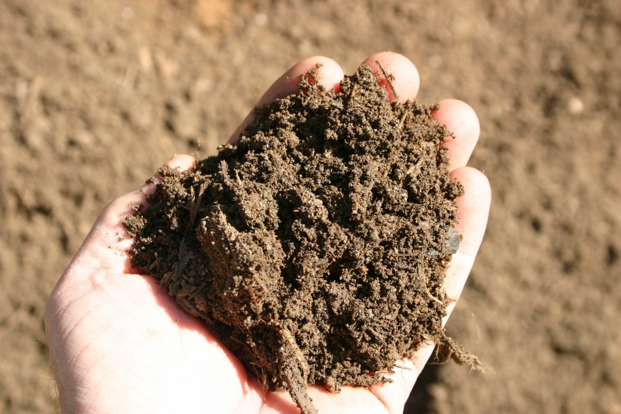 Donkey Manure – Using | Walter Reeves: The Georgia Gardener