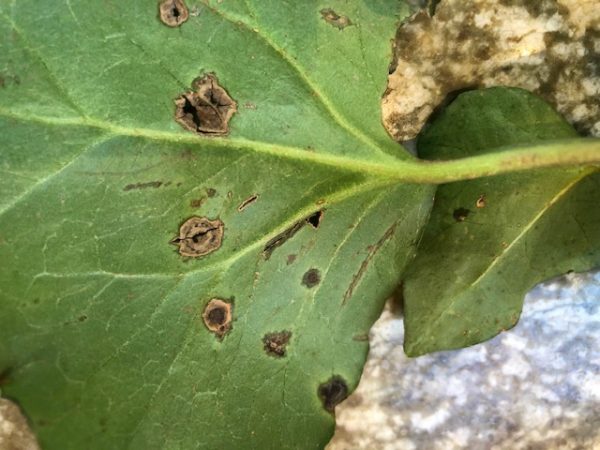 English ivy leaf spot control | Walter Reeves: The Georgia Gardener