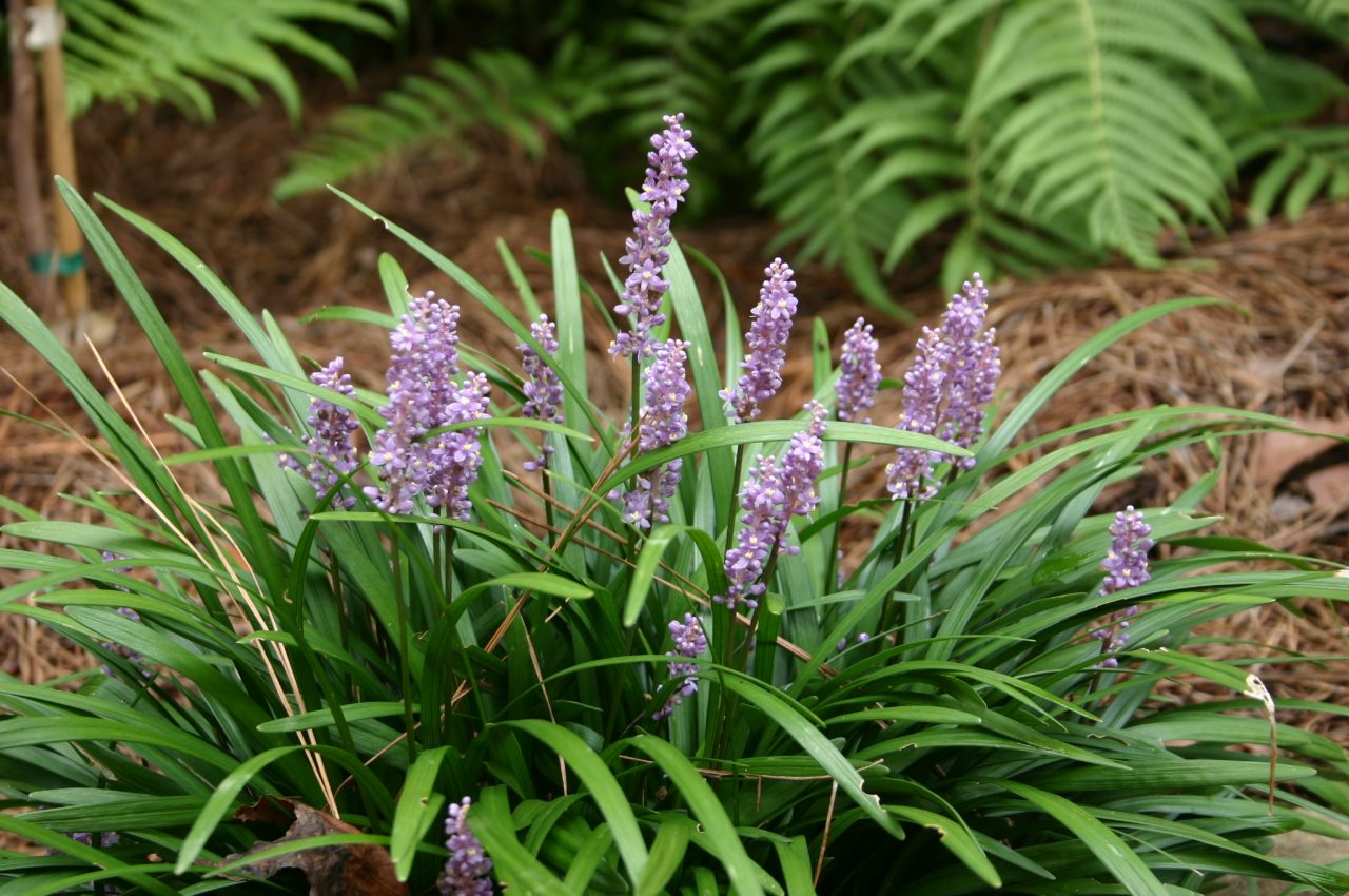 Crapemyrtle – Pruning and Maintenance | Walter Reeves: The Georgia Gardener
