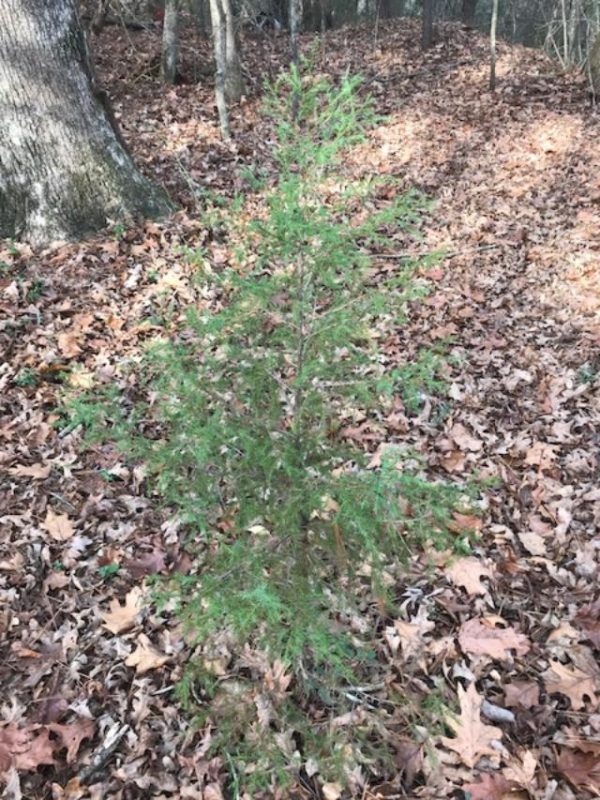 Eastern Redcedar (red cedar) – Transplanting | Walter Reeves: The ...