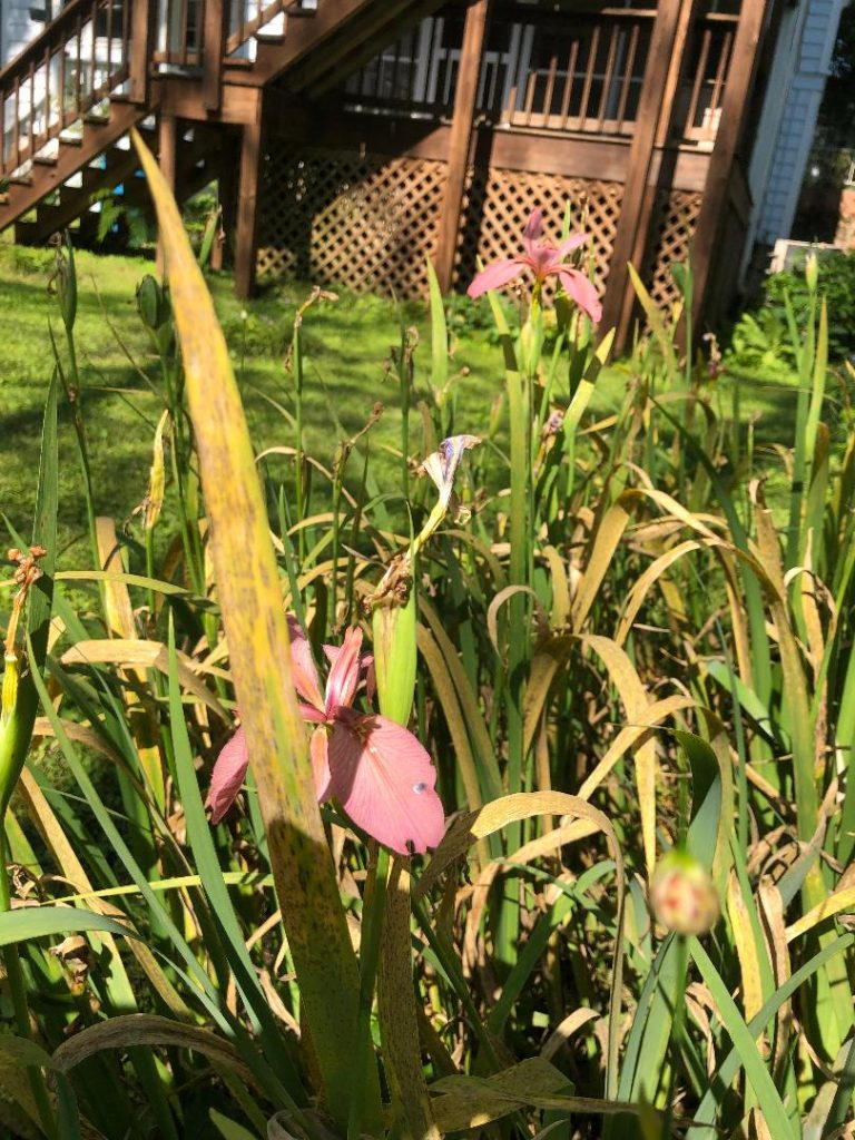 Iris leaf spot | Walter Reeves: The Georgia Gardener