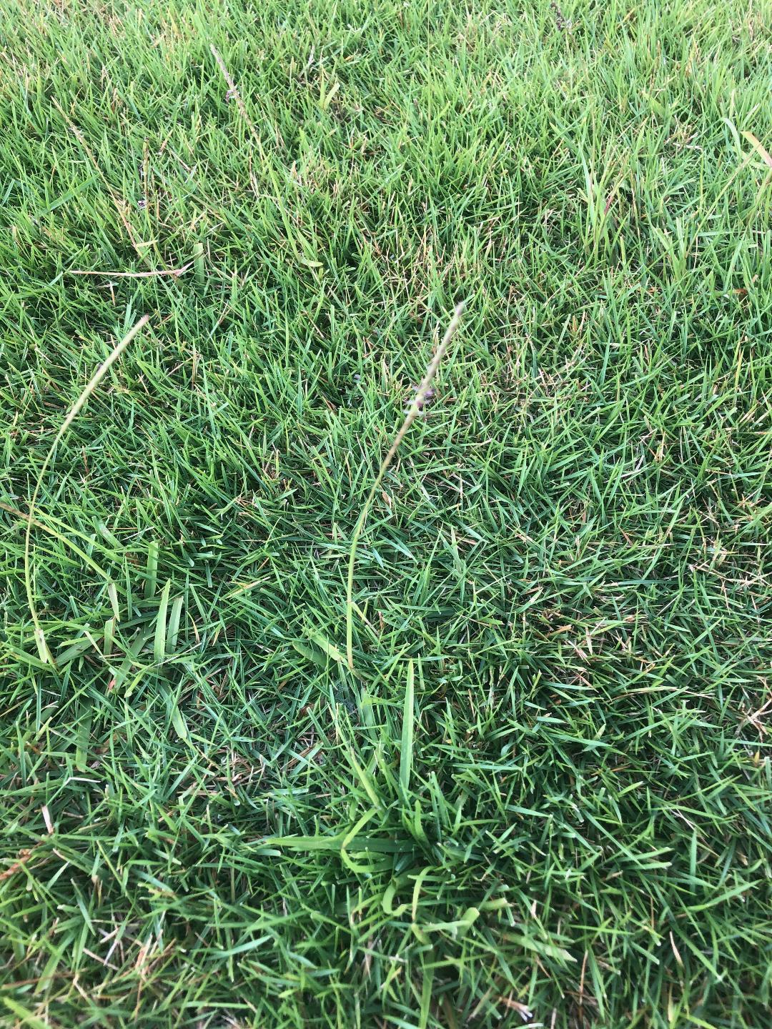 Removing St Augustine from zoysia grass lawn | Walter Reeves: The ...