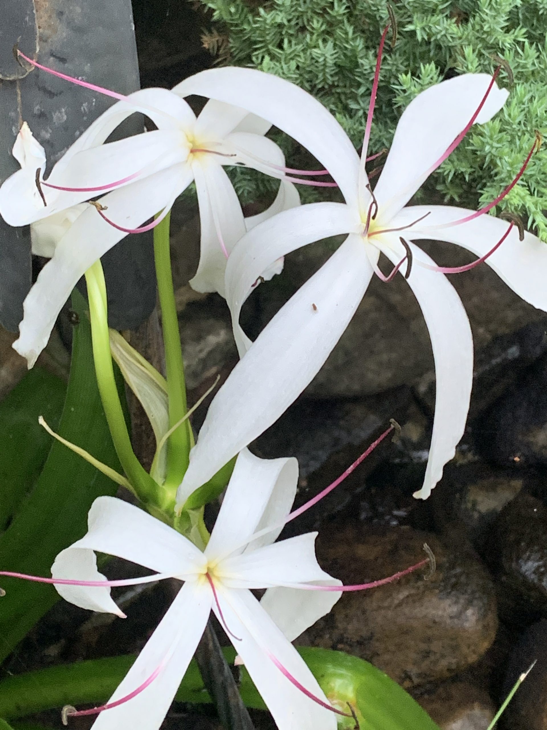 Name That Plant | Walter Reeves: The Georgia Gardener