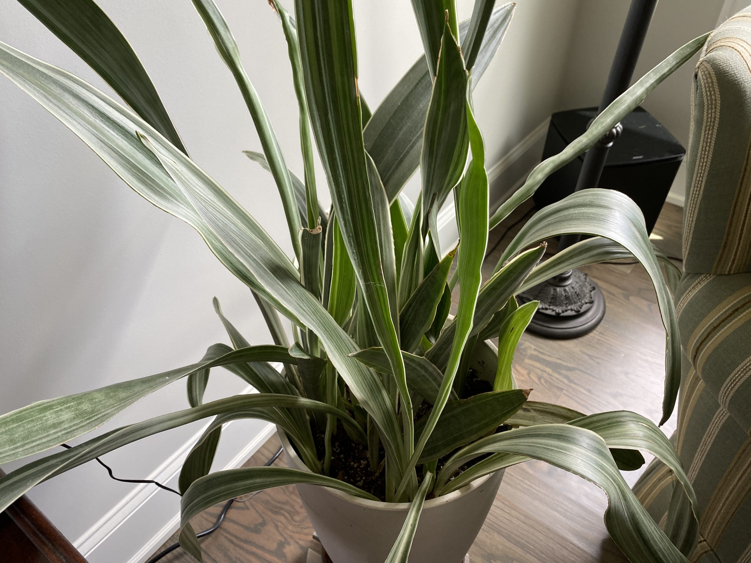 Name That Plant | Walter Reeves: The Georgia Gardener