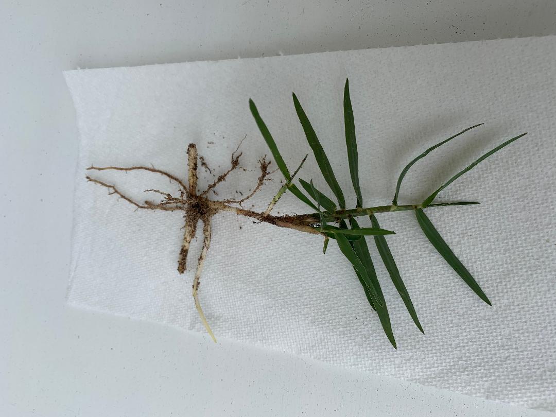 Torpedo Grass Have You Seen This Weed? It's Torpedo Grass And It May
