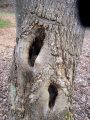 How to Treat Tree Wounds,Gouges, and Missing Bark | Walter Reeves: The ...