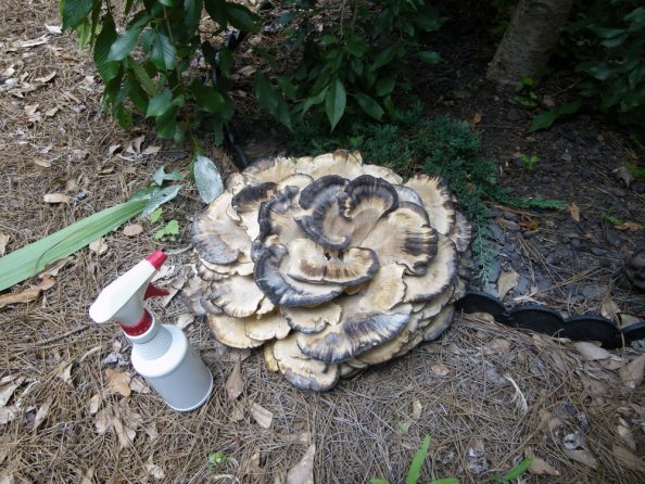 Large multi-layered fungus – Walter Reeves: The Georgia Gardener