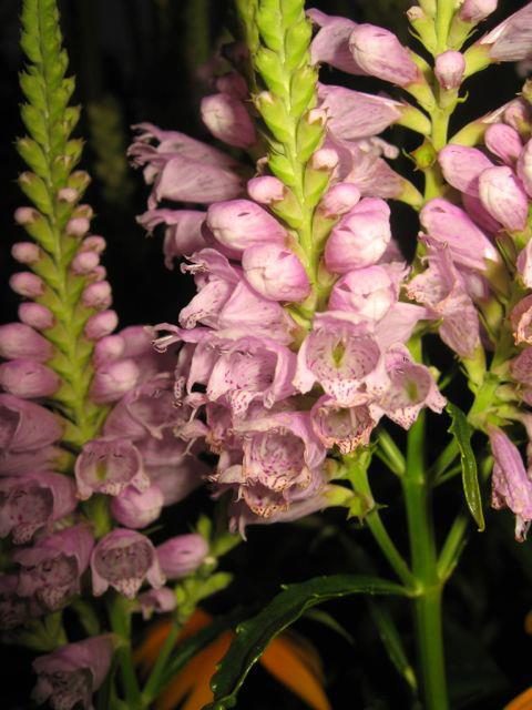 Mystery Plant – Walter Reeves: The Georgia Gardener