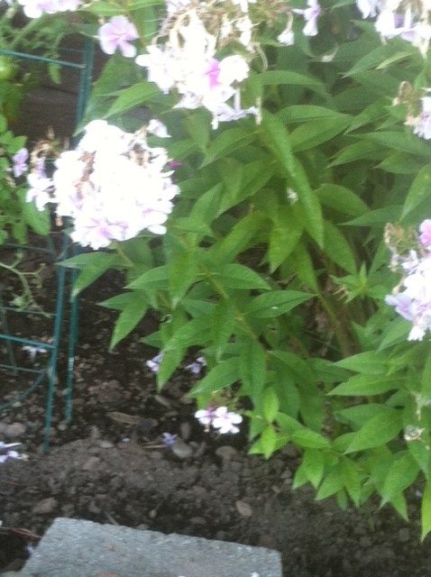 Unknown invasive plant in English Ivy bed – Walter Reeves: The Georgia ...
