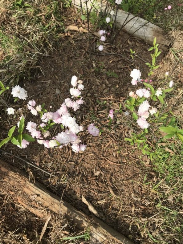 Welcome Spring – Walter Reeves: The Georgia Gardener