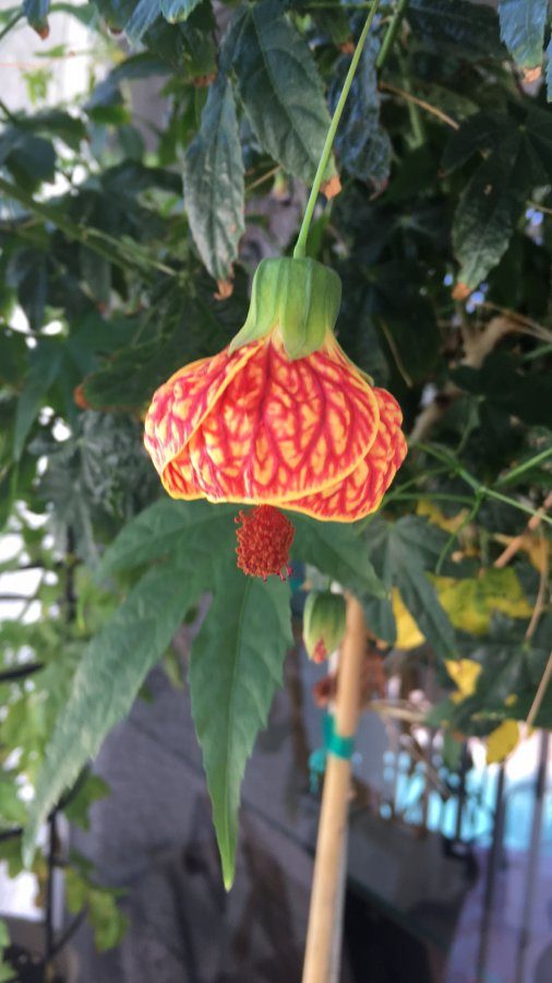 gorgeous unknown flower – Walter Reeves: The Georgia Gardener