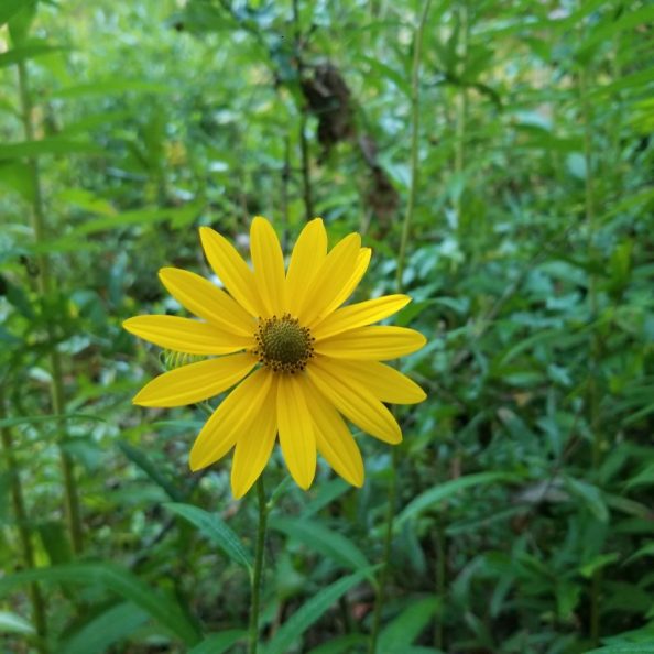 10′ tall perennial Daisy like flowers – Walter Reeves: The Georgia Gardener