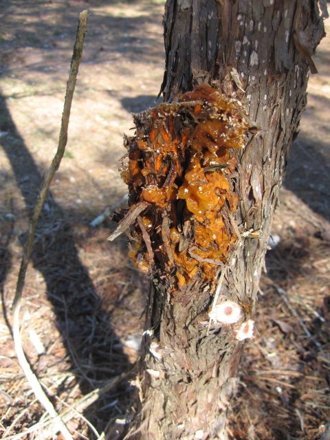 Treating Cedar Tree Fungus – Walter Reeves: The Georgia Gardener