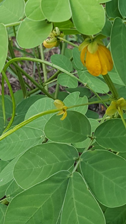 Can you name this plant? – Walter Reeves: The Georgia Gardener