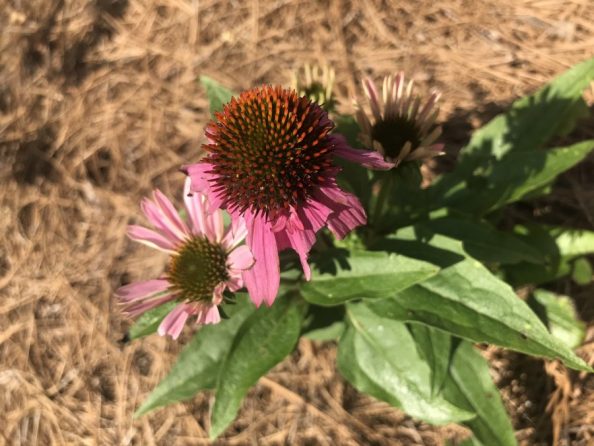 What’s eating my coneflowers? – Walter Reeves: The Georgia Gardener
