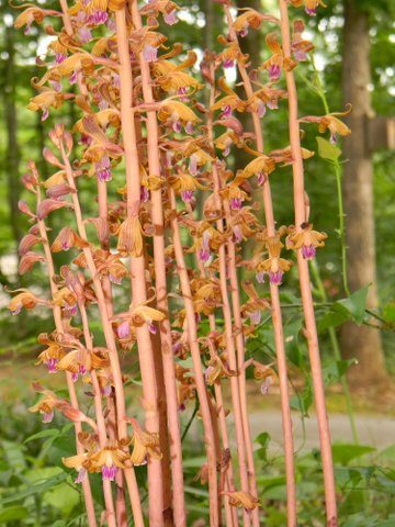 Spiked Crested Coralroot Orchid (Hexalectris Spicata) – Walter Reeves ...
