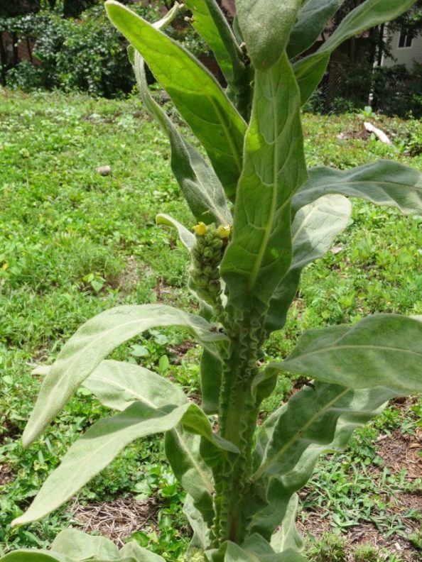 Strange weed/plant – Walter Reeves: The Georgia Gardener