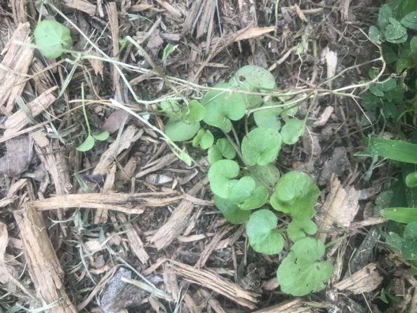 Viney weed – Walter Reeves: The Georgia Gardener