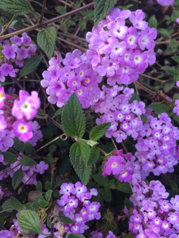 Help ID this beautiful vine in front yard – Walter Reeves: The Georgia ...