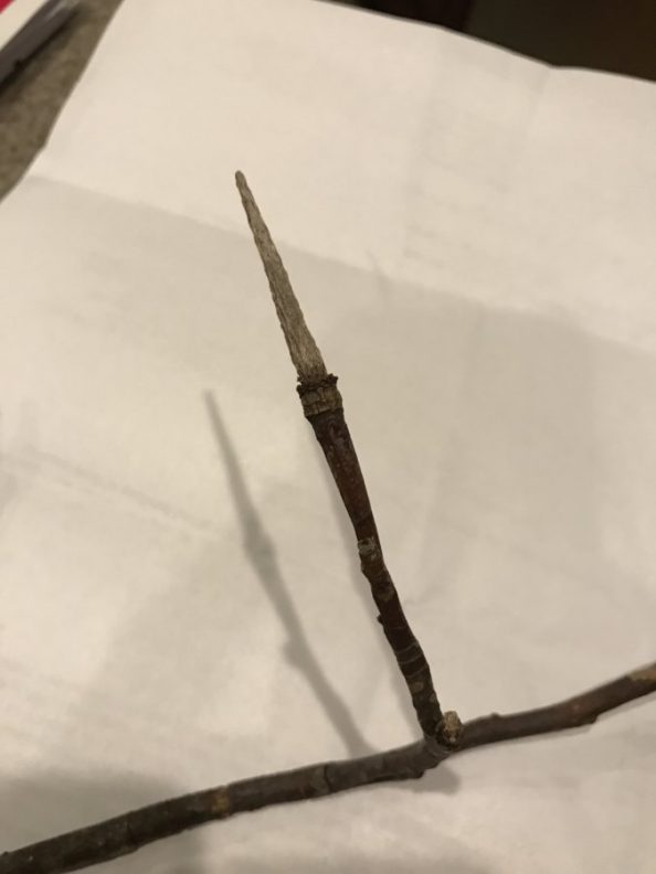 These pointy sword-like branches fall on my deck… – Walter Reeves: The ...