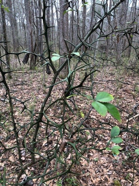 Killer Thorns – Walter Reeves: The Georgia Gardener