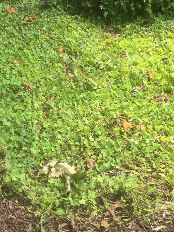 What is this wild ground cover? – Walter Reeves: The Georgia Gardener