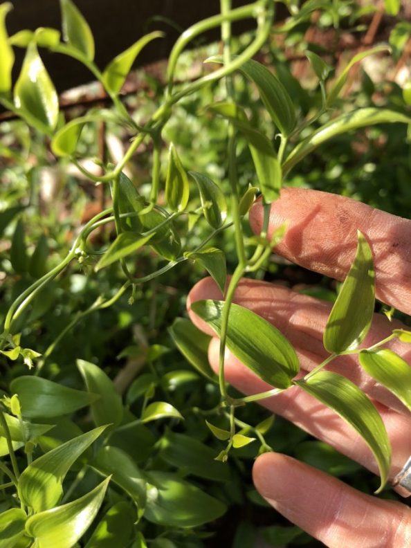 Vine – soft tendrils, large tuberous root clumps – Walter Reeves: The ...