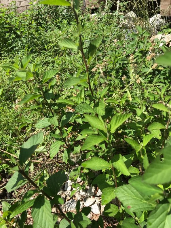 Weed with woody tough stem – Walter Reeves: The Georgia Gardener