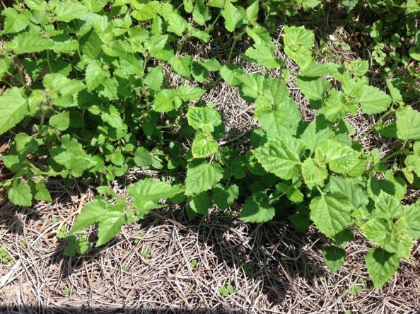 Invasive Weed? – Walter Reeves: The Georgia Gardener