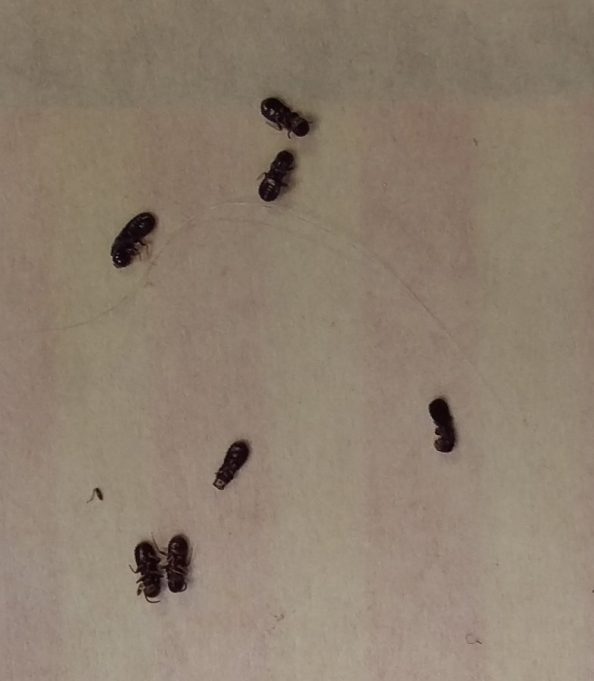 Tiny bugs – what are they? – Walter Reeves: The Georgia Gardener